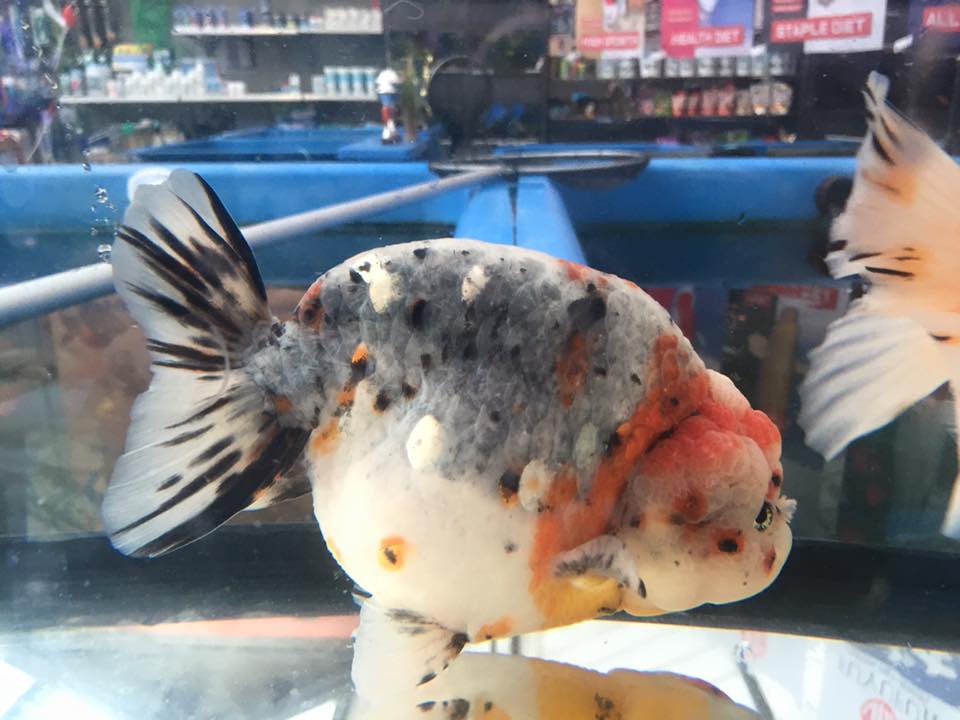 2 example of our 30 pieces jumbo Ranchu collection... - Fancy Goldfish ...