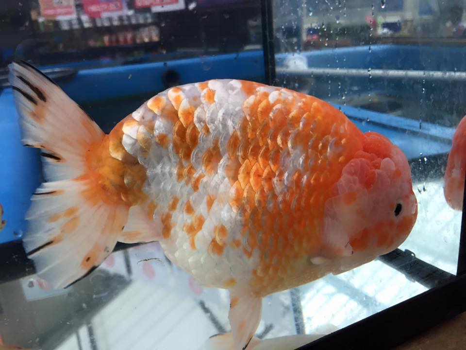 2 example of our 30 pieces jumbo Ranchu collection... - Fancy Goldfish ...