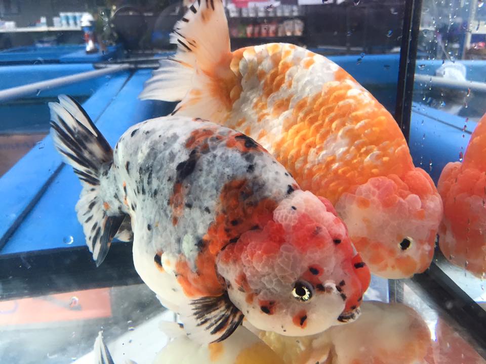 2 example of our 30 pieces jumbo Ranchu collection... - Fancy Goldfish ...