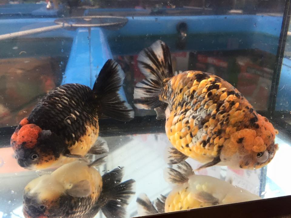 2 of the 30 pieces big ranchu on stock. Pls om det... - Fancy Goldfish ...