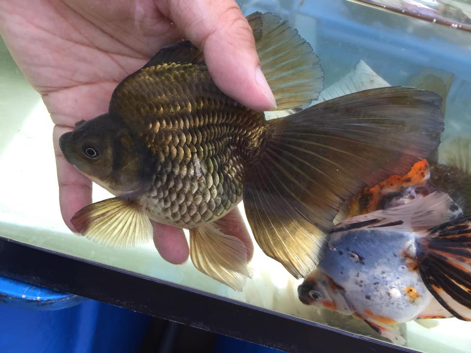 Tossai broadtail ryukin for sell - Fancy Goldfish Store